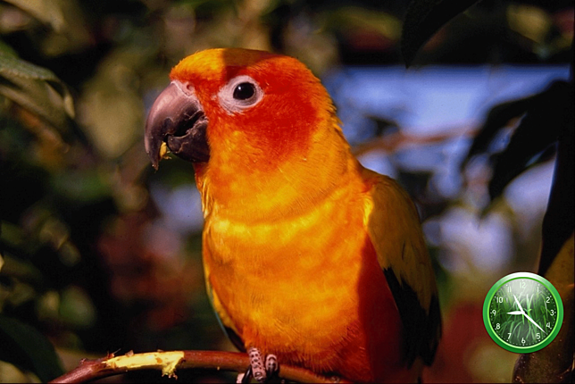 Bird Stock Photography Screensaver for Windows - Screensavers Planet