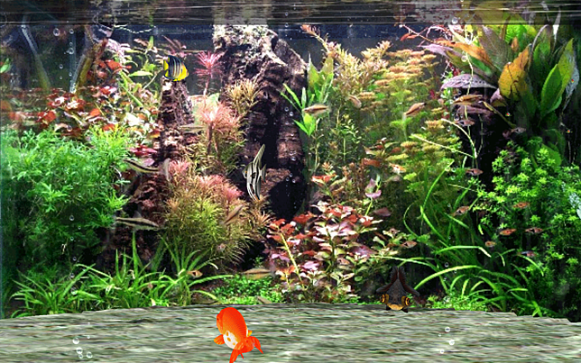 Fantastic Fish Screensaver for Windows - Screensavers Planet